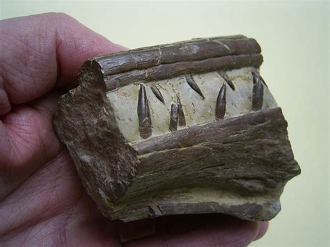 Phytosaur Skull And Lower Jaw Kipping Fossils