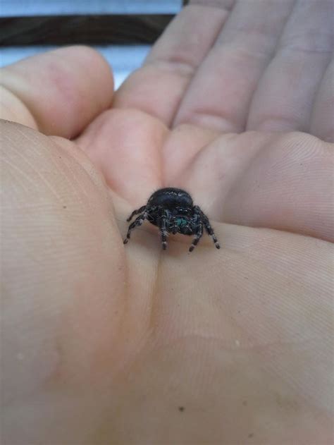 Non Traditional Aww Fuzzy Little Black Jumping Spider Who Lives In My