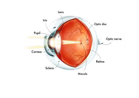 Optic Nerve Gene Vision