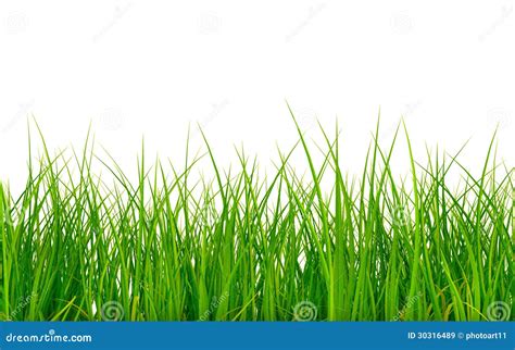 Grass Stock Image Image Of Vegetation Close White 30316489