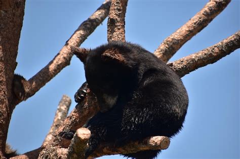 Bebé Oso Negro Americano