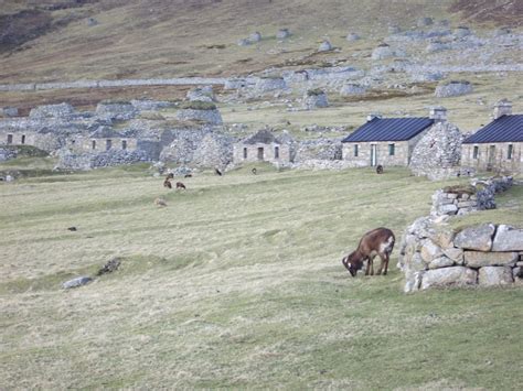 St Kilda Sheep Left To Die Due To Legal Status Say Vets