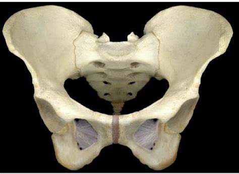 Pelvis Girdle Diagram Quizlet