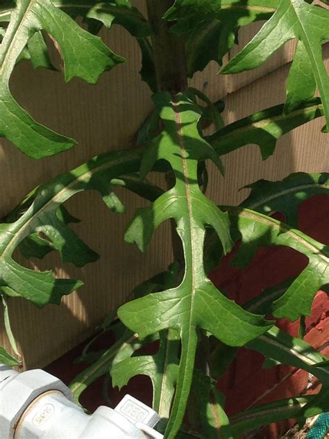Identification What Is This Monster Thistle Like Weed Gardening