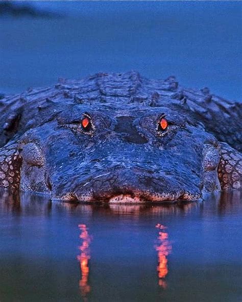 Animals How Temperature Determines The Sex Of Alligators ~ The Sex Of