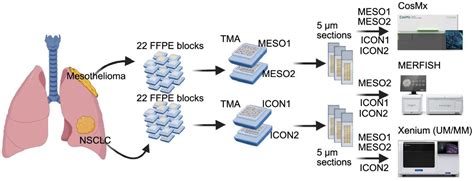 🔬 Image Based Single Cell Spatial Transcriptomics On Ffpe A Platform