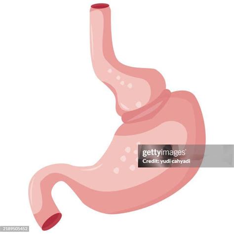 13 Inside The Stomach Clip Art High Res Illustrations Getty Images