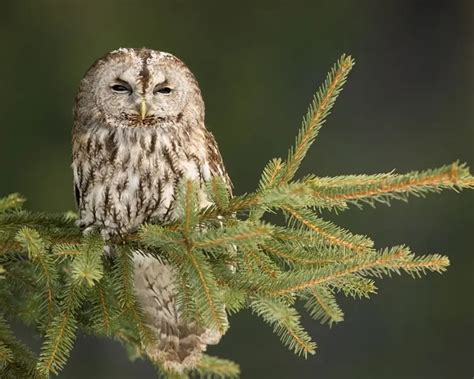 Tawny Owl Facts Diet Habitat And Pictures On Animaliabio
