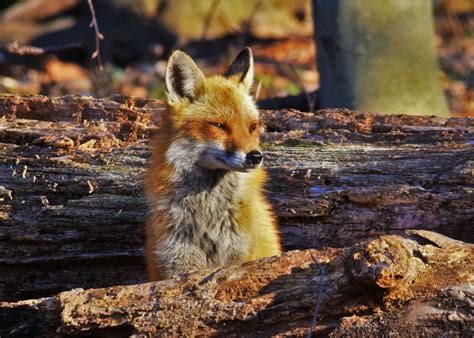 Foxes