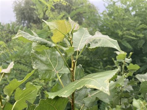 Close Up View Of A Green Plant With Branching Leaflets Possibly A Deciduous Tree Or Shrub
