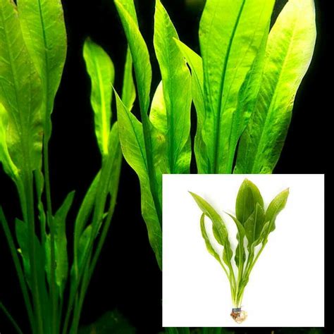 Freshwater Aquarium Plant Sword Hey Guys Question I Had A Huge