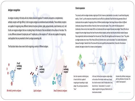 Cell Mediated And Humoral Immunity Pptx
