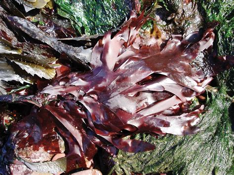 Dulse Sea Vegetable Edible Seaweed Atlantic Coast Britannica
