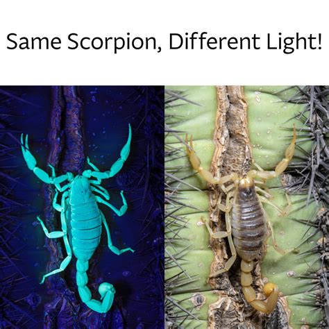 Spectro Uv 𝗙𝘂𝗻 𝗙𝗮𝗰𝘁 𝗙𝗿𝗶𝗱𝗮𝘆 𝗡𝗮𝘁𝘂𝗿𝗲𝘀 𝗚𝗹𝗼𝘄 𝗦𝗵𝗼𝘄 Why Do Scorpions