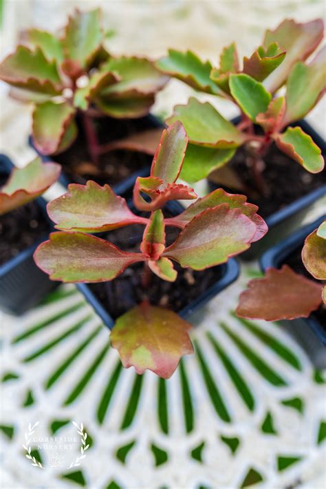 Kalanchoe Sexangularis Uk Grown Succulents Six Angled Kalanchoe