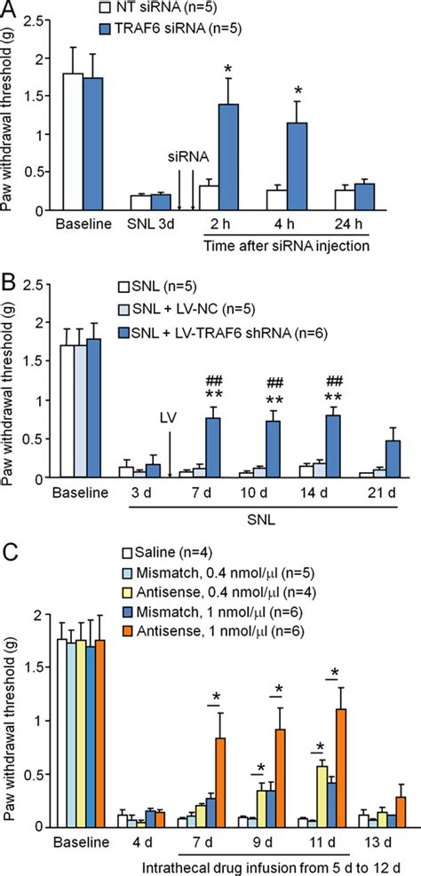 Traf6 Upregulation In Spinal Astrocytes Maintains Neuropathic Pain By