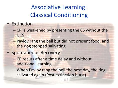 Conditioning And Learning Ppt Download