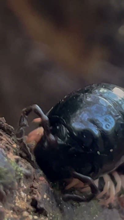 Millepede හැකරැල්ලා Youtube