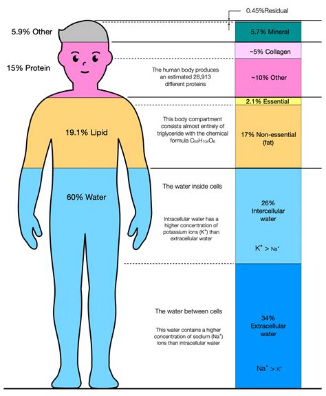 Five Level Model Of The Human Body Ruben Meerman