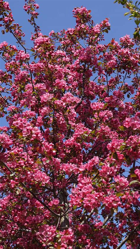 Malus Rudolph Leiboom