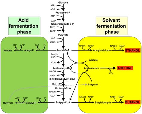 Fermentation Acétone Butanol éthanol — Wikipédia