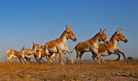 The Great Diversity Of The Little Rann Of Kutch