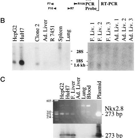 Gene Sequence A Genomic Pcr Product Was Cloned And Sequenced To Define