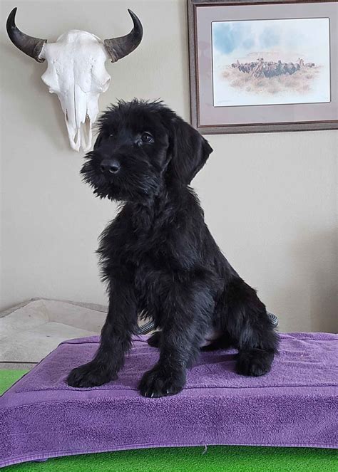 Giant Schnauzer Puppies For Sale