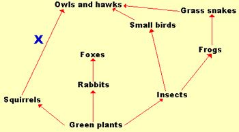 Lecture 9 Energy Flow In Natural Ecosystems