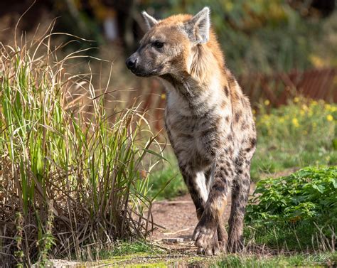 200 Free Hyena And Nature Photos Pixabay