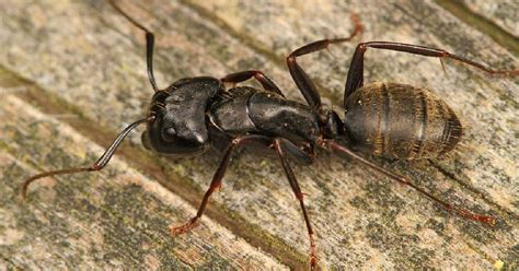World Record Biggest Ant Best Ants In The World Tgidqq