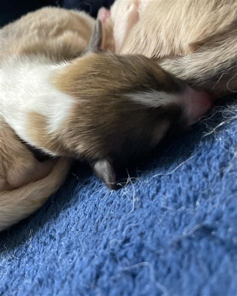 Candace Watson Dantzler