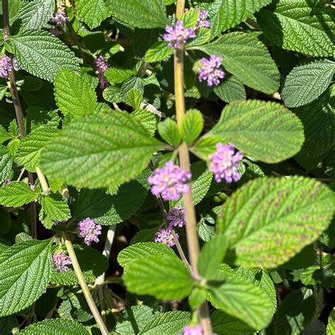 Lippia Graveolens Seeds Etsy