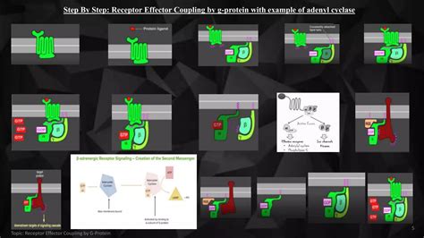 Receptor Effector Coupling By G Proteins Zarlish Attique 187104 Ppt