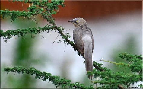 Large Grey Babbler Birdforum