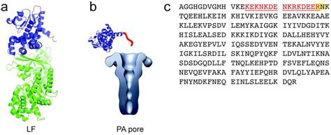 N Terminal Domain Of Lethal Factor A Xray Structure Of Lethal Factor