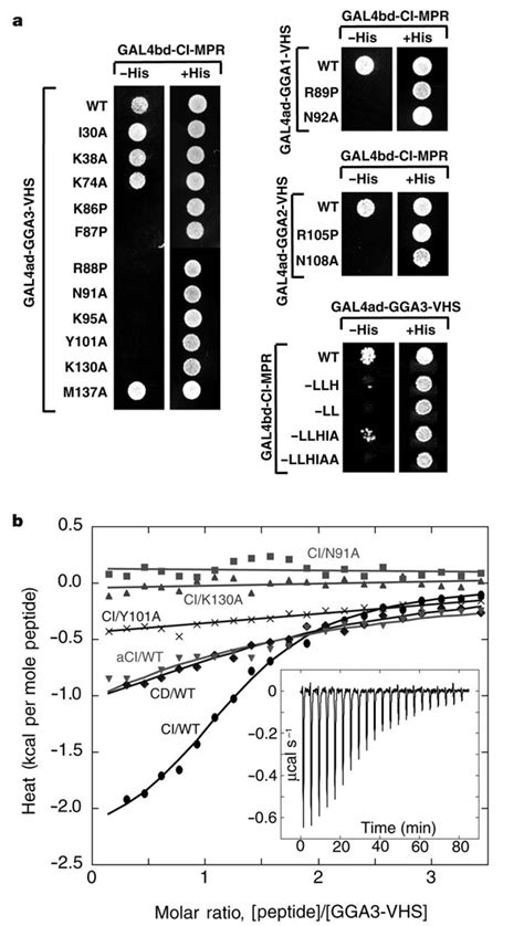 Functional Analysis Of Interactions Between The Ci Mpr Tail And Gga Vhs