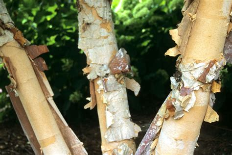 Heritage® River Birch Johnsons Nursery Kb