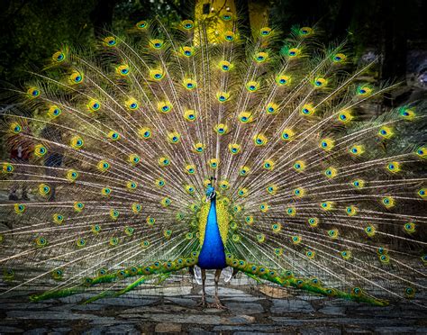 Everything You Must Know About Peacocks 12 Stunning Facts
