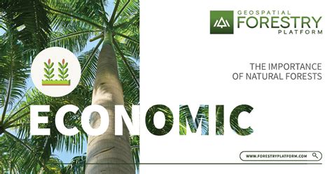 The Role Natural Forests Play In Our Ecosystem Forestry Africa