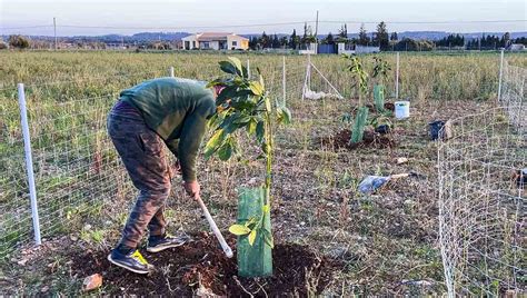 The First Test Trees Majorcado