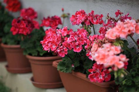 Geranium Flower Meaning And Important Differences For 5 Color