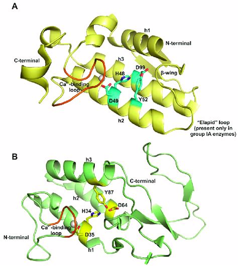 Cartoon Representation Of Canonical Tertiary Structure Of Download