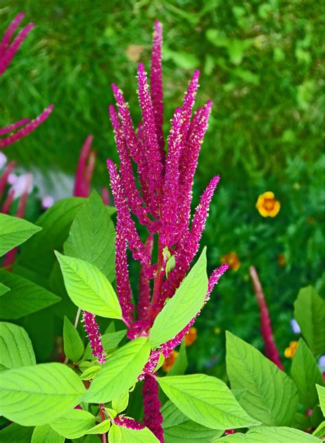 Amaranth Plant