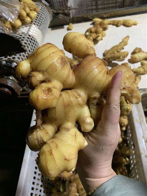 Tim Tim On Linkedin Ginger Export