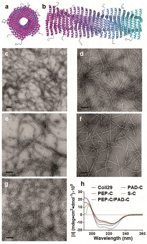 Figure 1 From A Supramolecular Vaccine Platform Based On α Helical