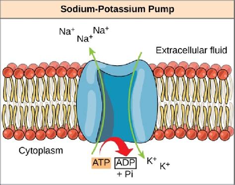 In Nerve Cells The Sodium Potassium Pump Is Used To Generate Gradients