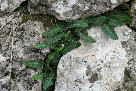 Asplenium Ceterach