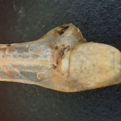 Western Lake Quillwort Isoetes Setacea Plant Care And How To Grow Water