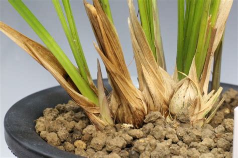 No5303日光 寒蘭山野草販売【東美園】